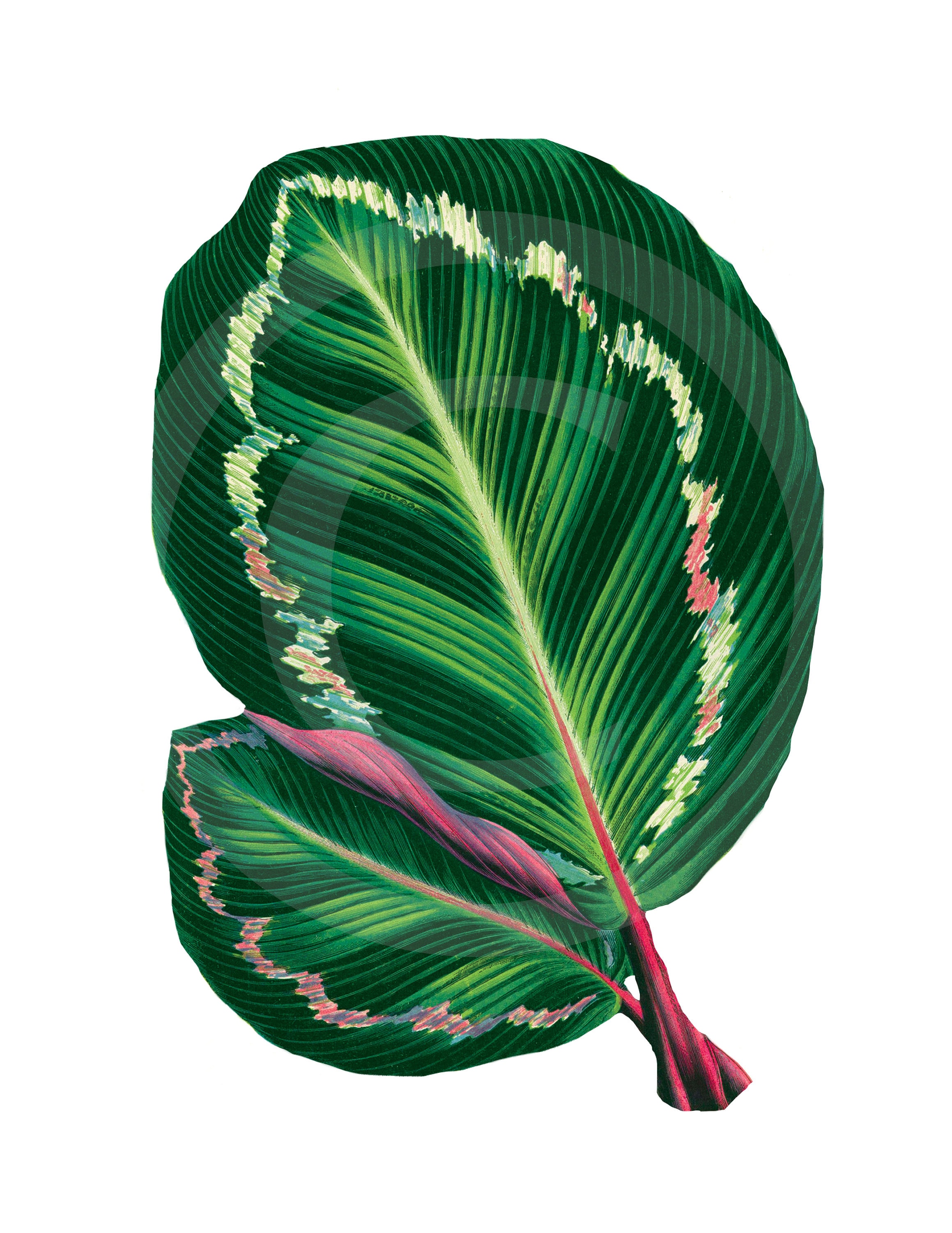 Palm Leaves Clip Art