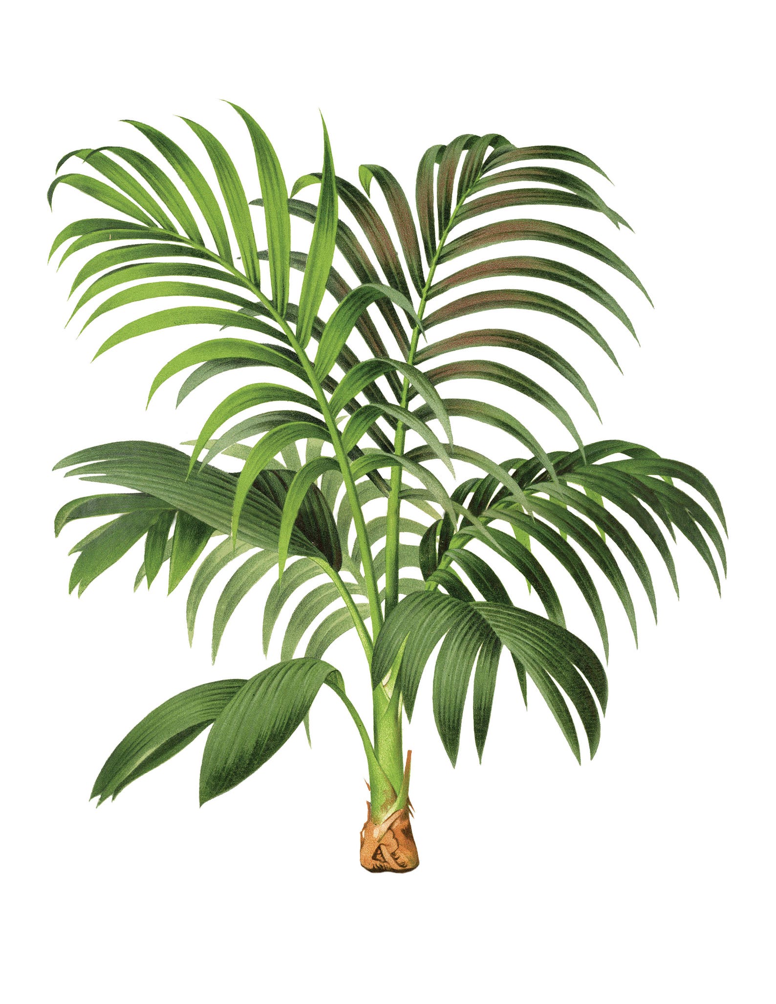 Palm Clipart, Palm Leaf Clip Art, Clip Art Palm Leaf, Palm Leaf Vintage ...