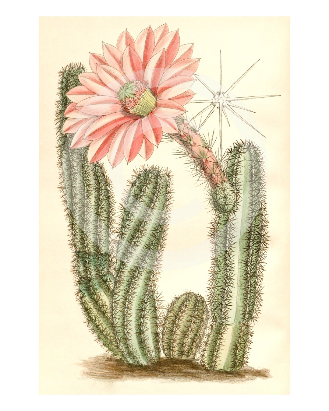 Vintage Clip-art, Cactus Clip Art, Clip Art Cactus, Cactus Download ...