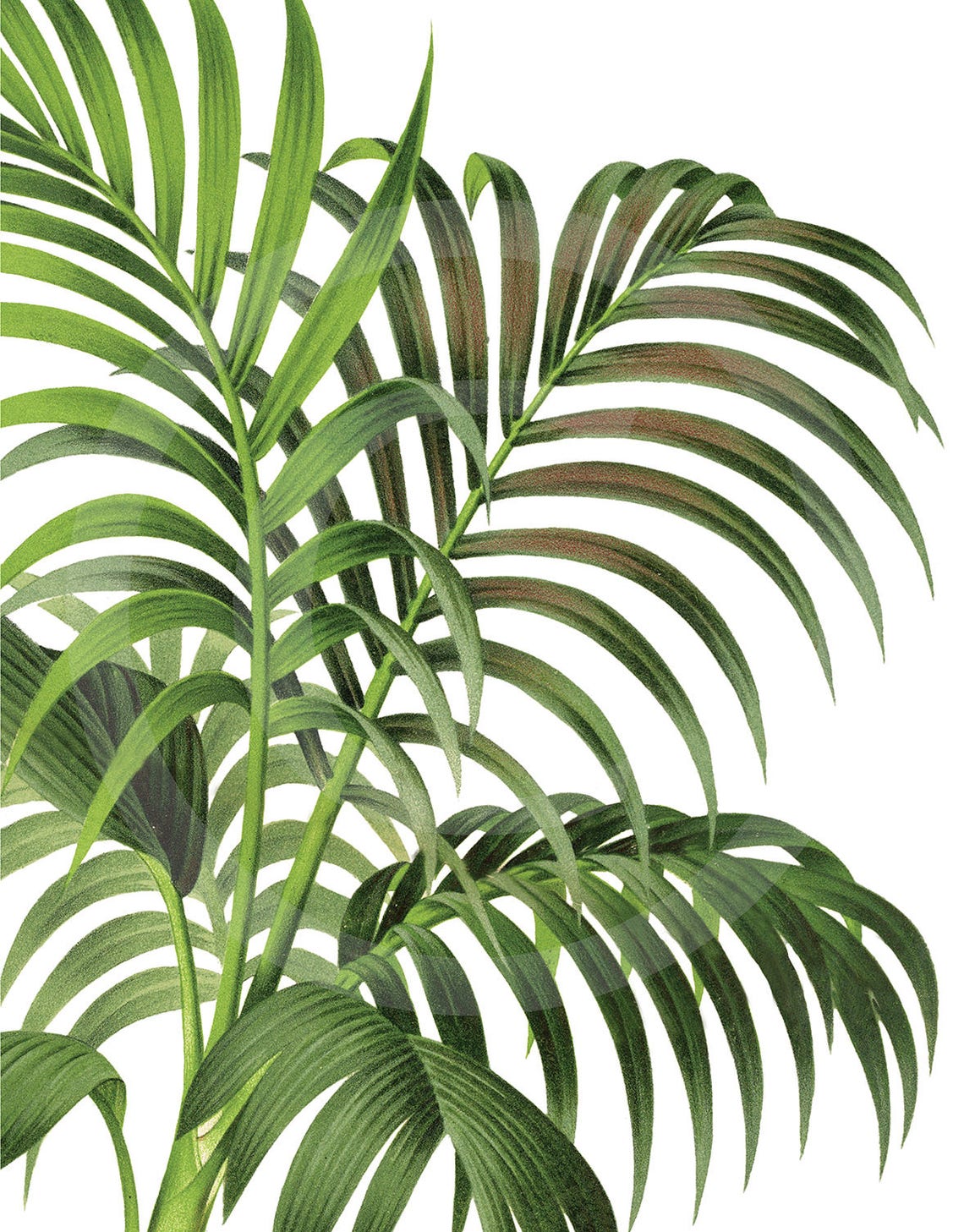 Palm Clipart, Palm Leaf Clip Art, Clip Art Palm Leaf, Palm Leaf Vintage ...