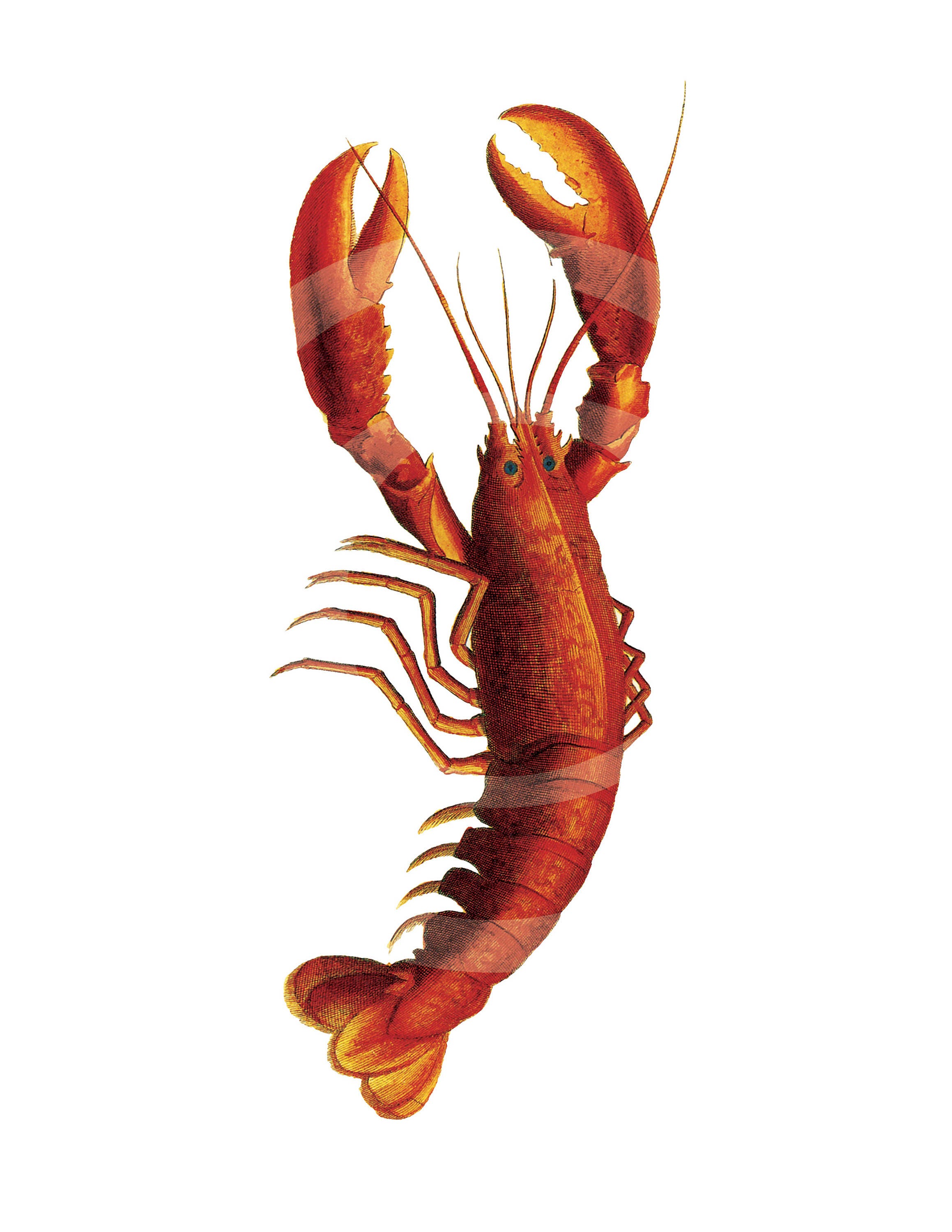 Clip-art Lobster, Clip Art Lobster, Lobster Download, Red Lobster ...