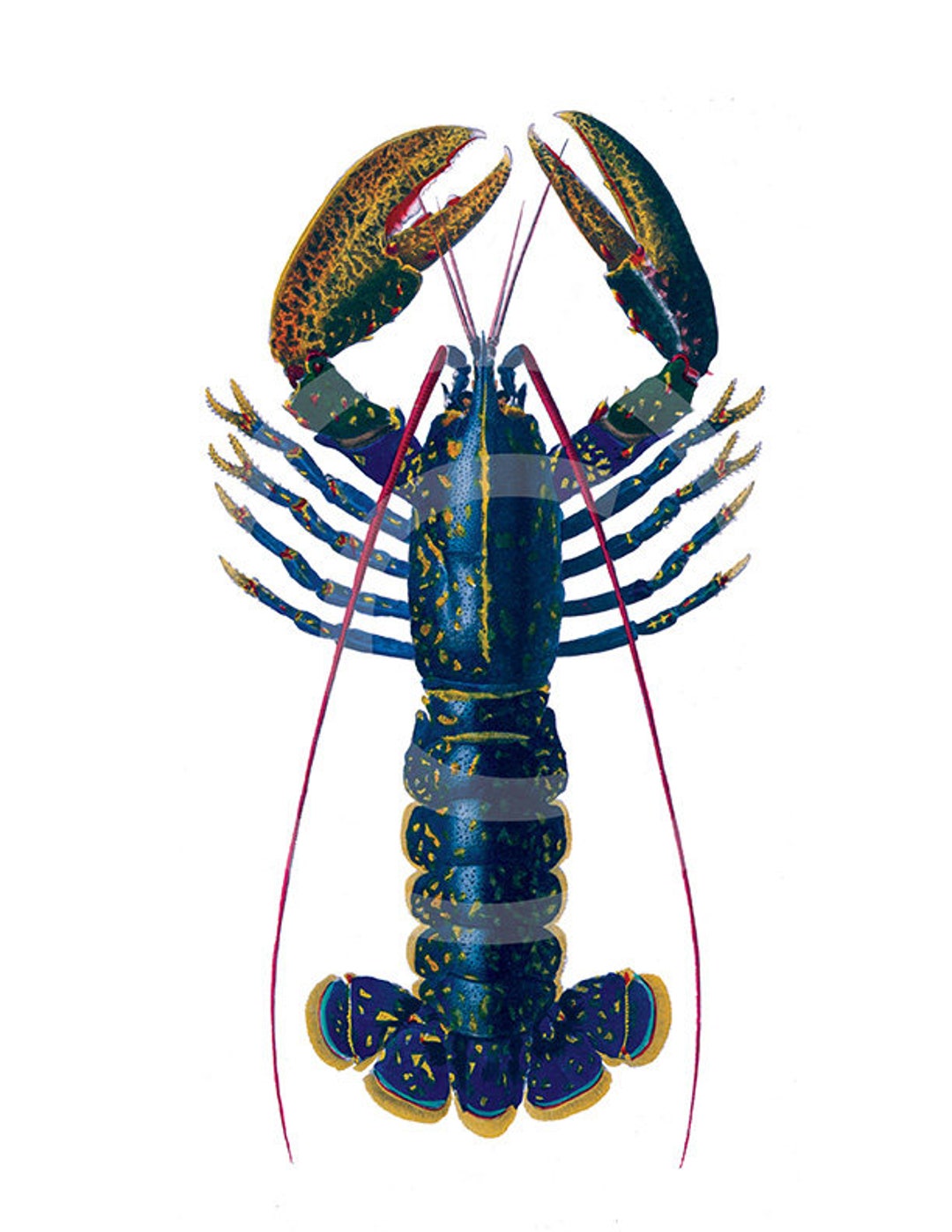 Lobster Clip Art, Clip Art Lobster, Lobster, Blue Lobster Download ...