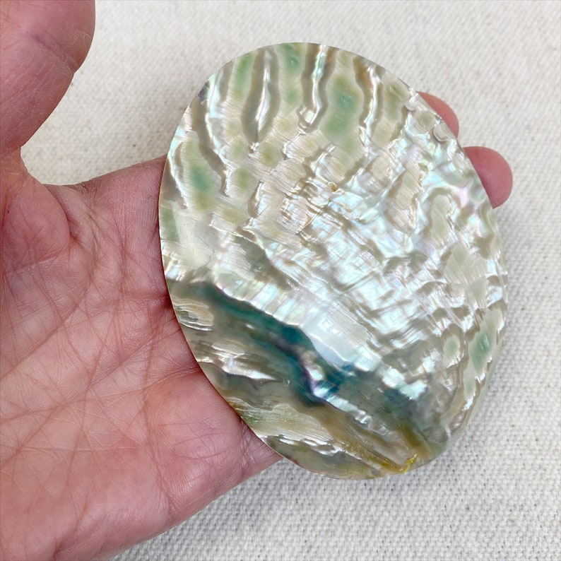 Large Vintage Abalone Shell Bolo Tie or Pendant - Etsy