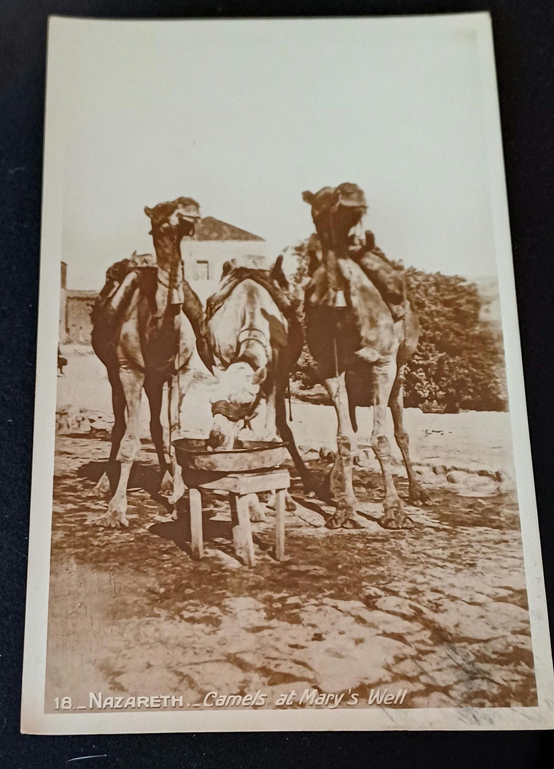Antique Postcard of Nazareth, Nazareth Postcard, View of Camels ...