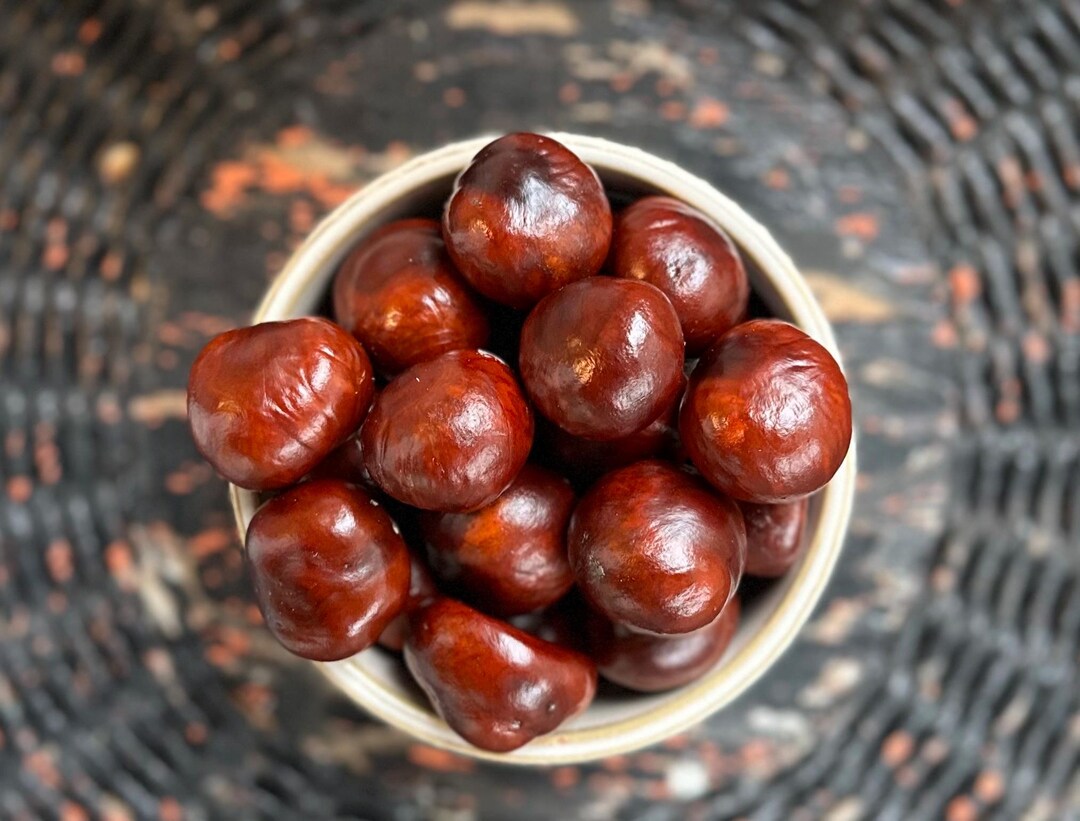 Authentic Ohio Grown Buckeye Seeds, Nuts, for Planting, Grow Your Own ...