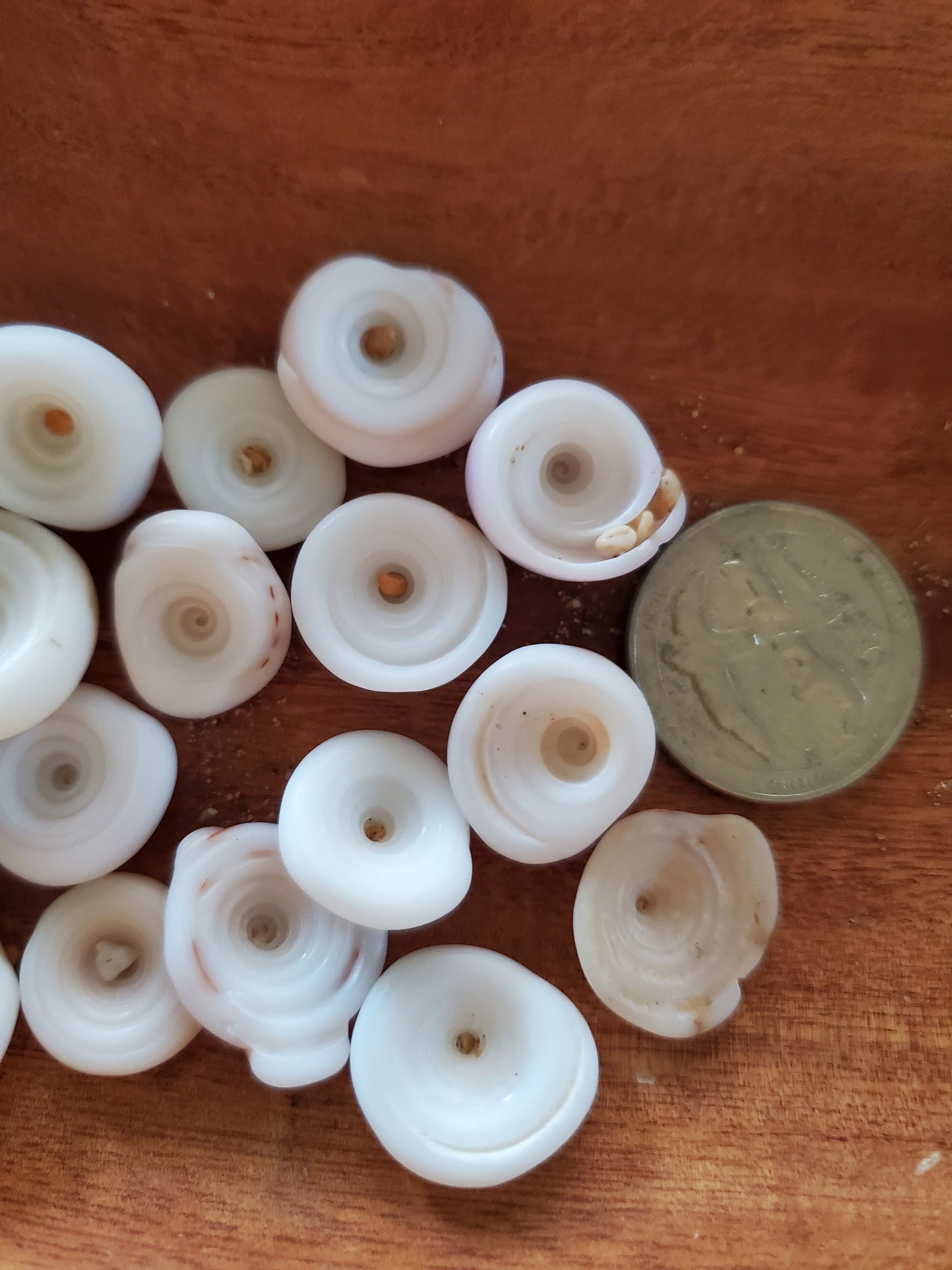 24 XL Hawaiian puka shells some with patterns from beach in | Etsy