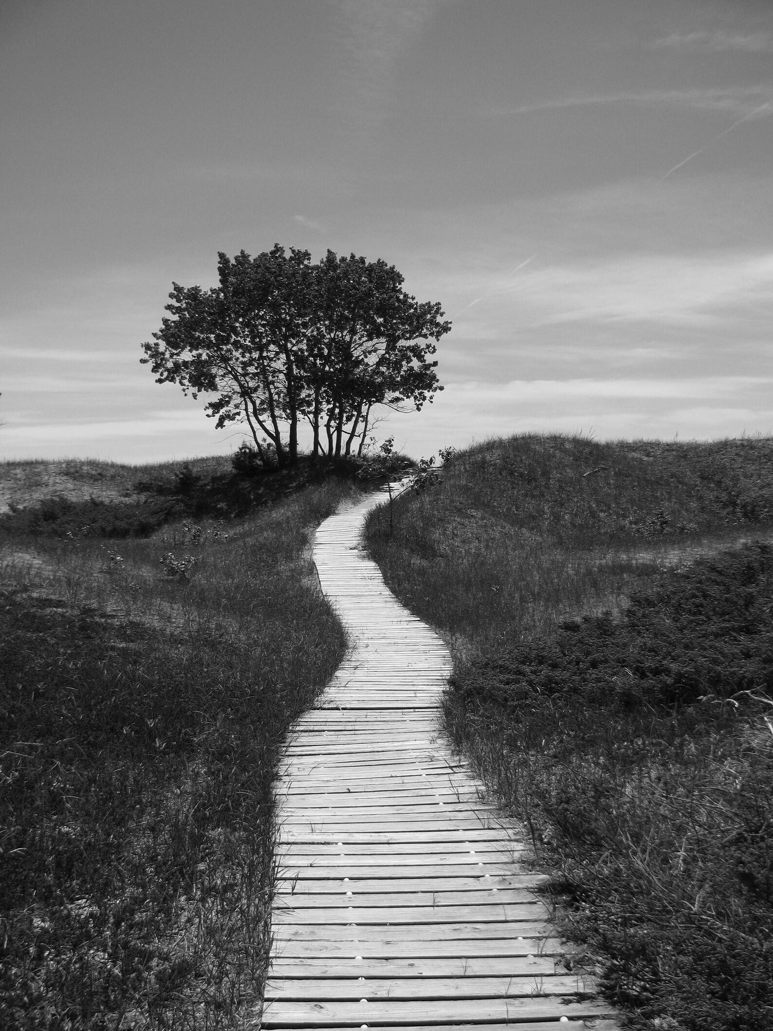 Boardwalk Hiking Path to Tree | Kohler Andrae State Park, Wisconsin ...