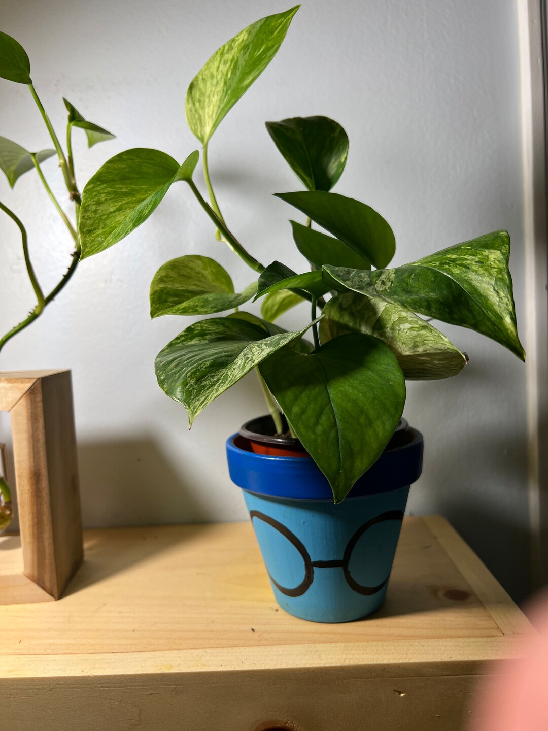 Marble Queen Pothos - Etsy