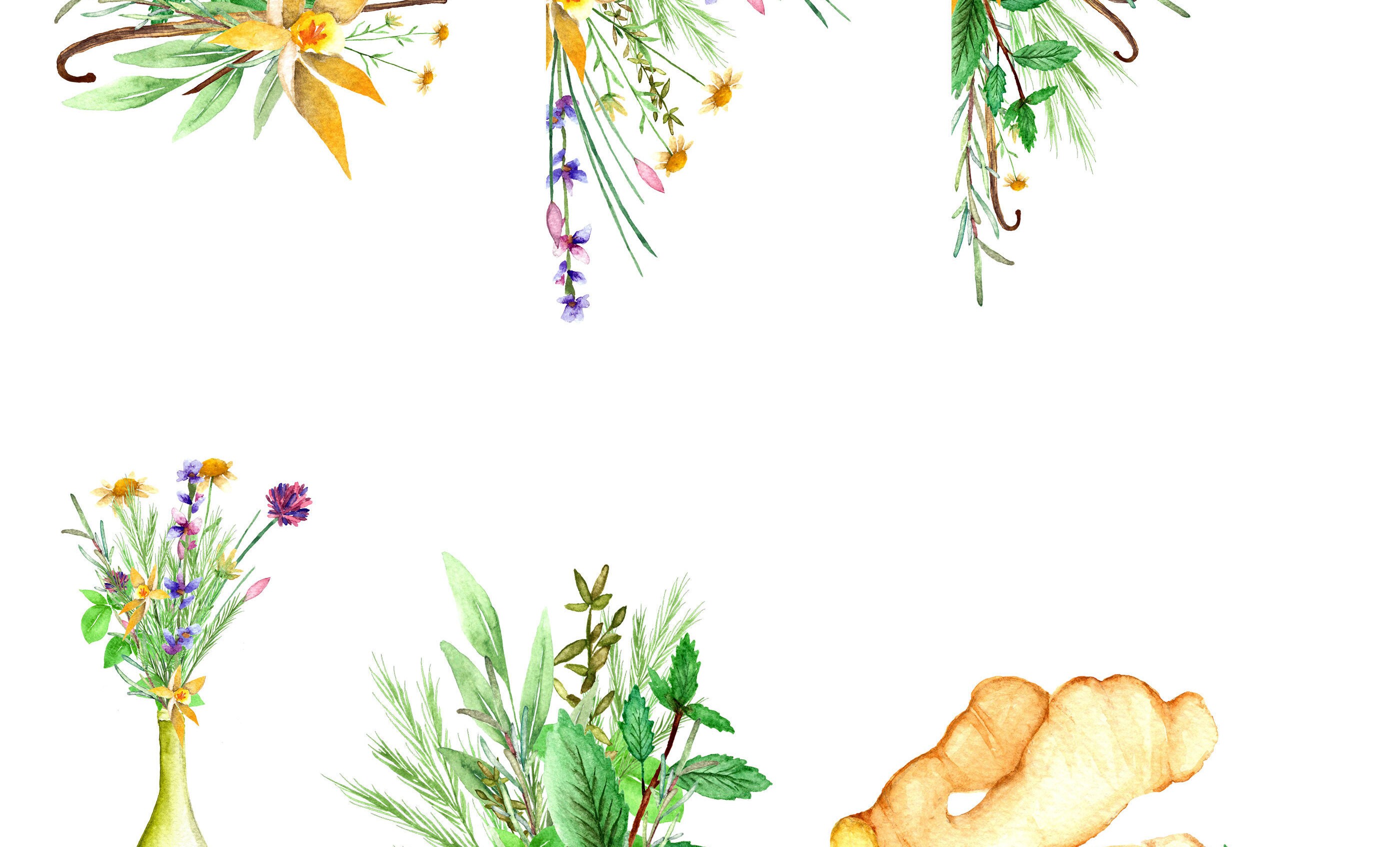 Watercolor Herbs Clipart Herbs and Spices Herbs - Etsy