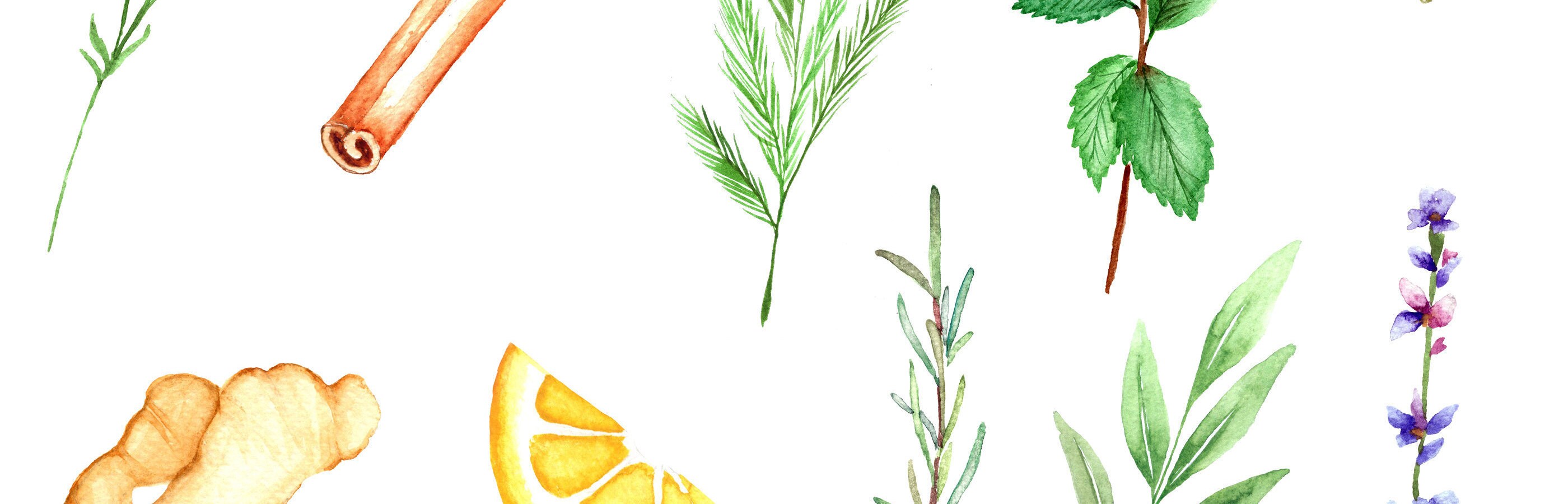 Watercolor Herbs Clipart Herbs and Spices Herbs | Etsy