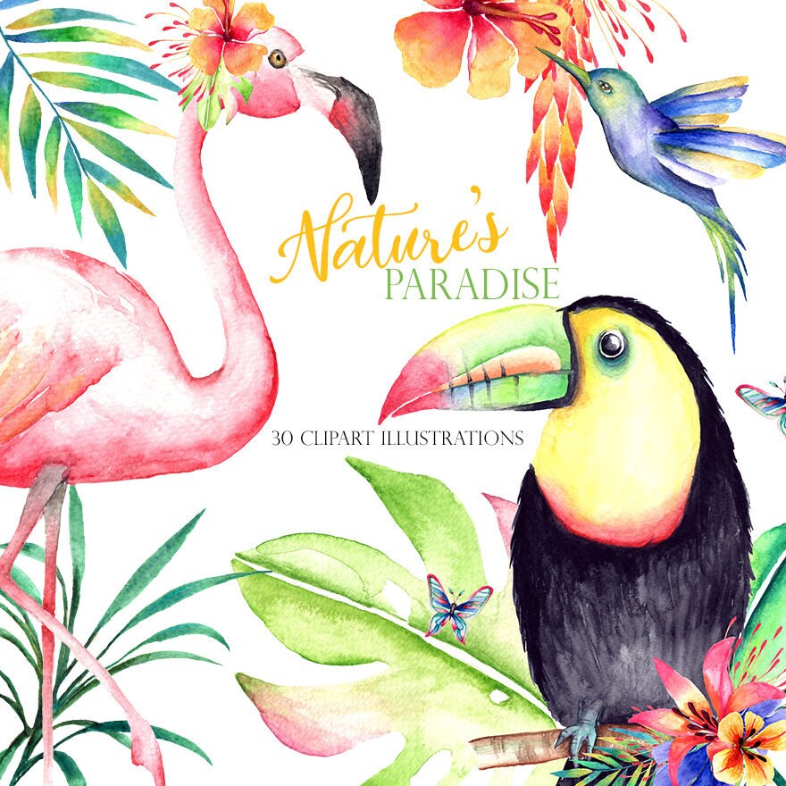 Flamingo Watercolor Clipart Aquarel Toucan Tropic Hibiscus - Etsy