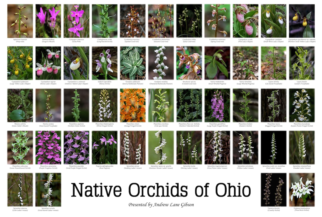 Native Orchids of Ohio Poster - Etsy