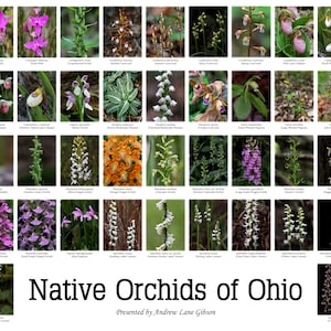 Native Orchids of Ohio Poster - Etsy