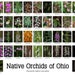 Native Orchids of Ohio Poster - Etsy