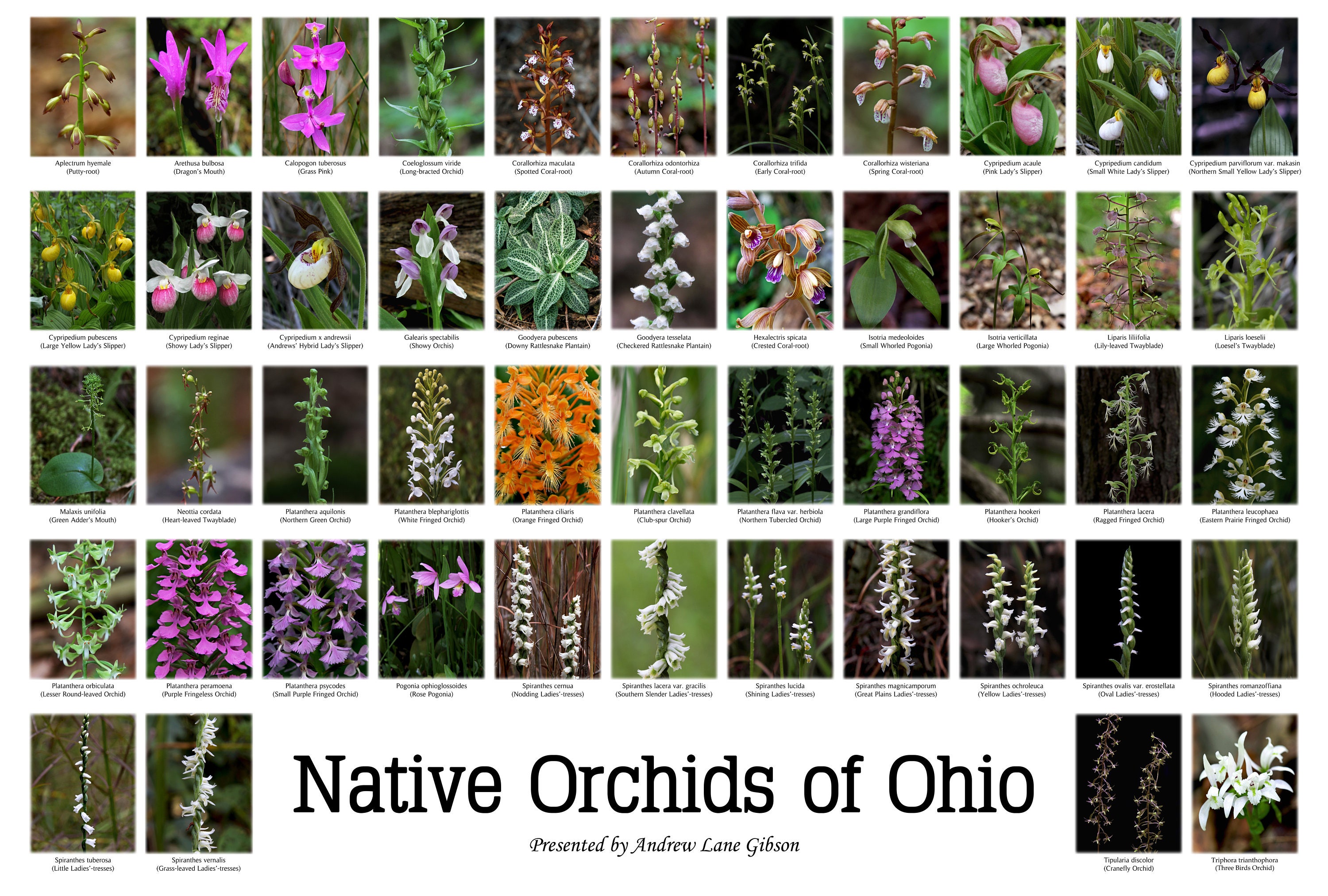 Native Orchids of Ohio Poster - Etsy