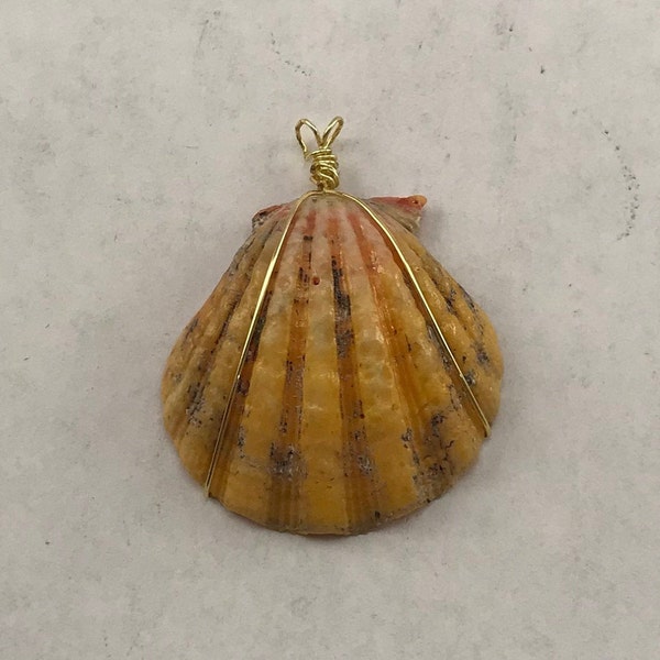 Rare Sunrise Shell - Etsy