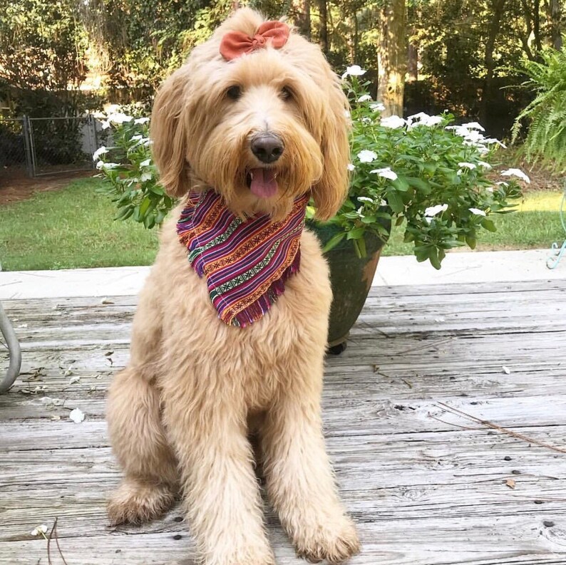 Fall Dog Hair Bow Clip Girl Dog Bow Hair Clip for Dogs - Etsy