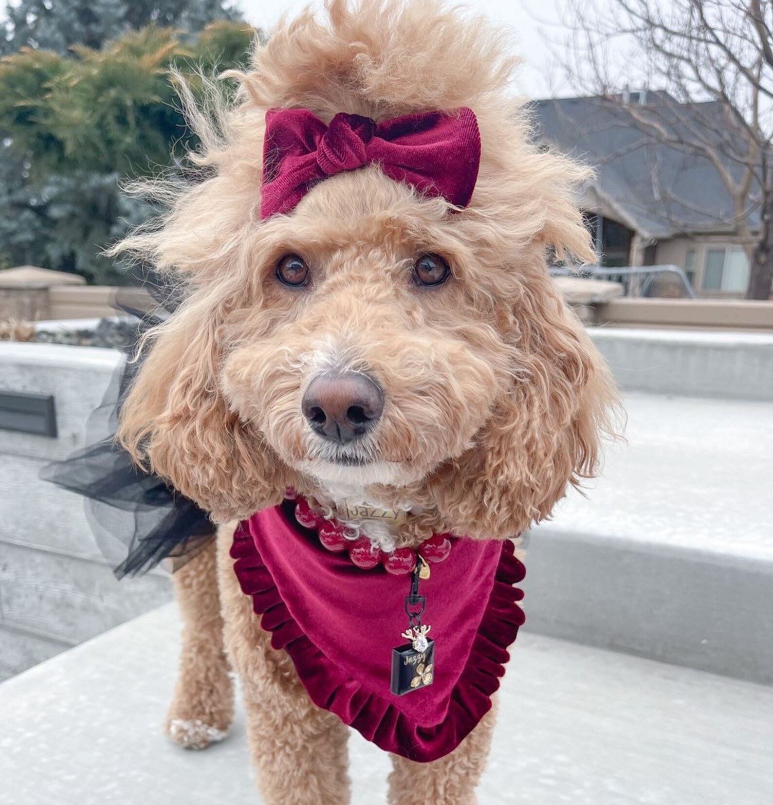 New! Velvet Burgundy With Ruffles Dog Bandana, Fancy Bandana, Snap on ...