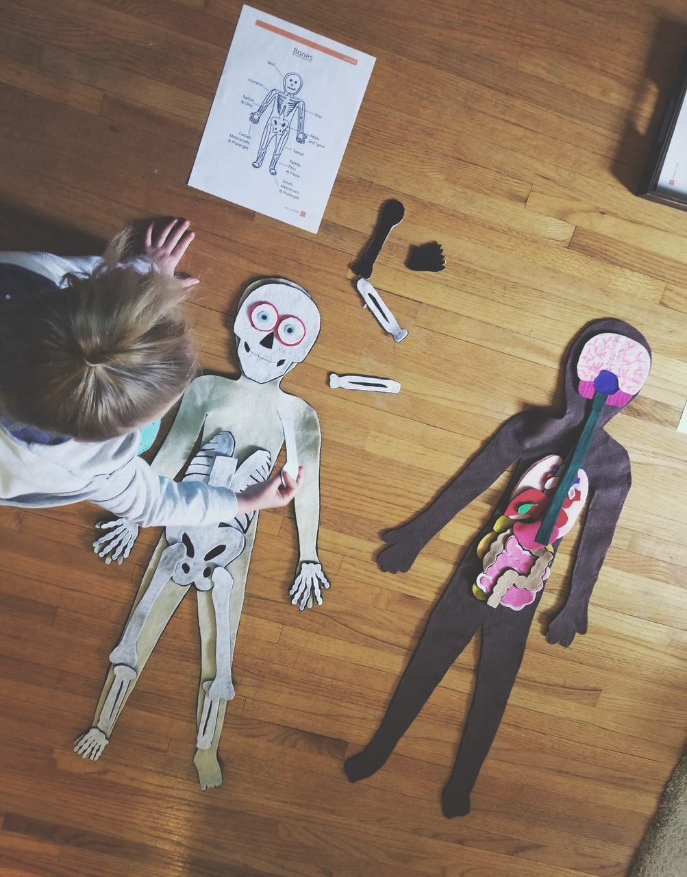 Human Body Template Kit - Etsy