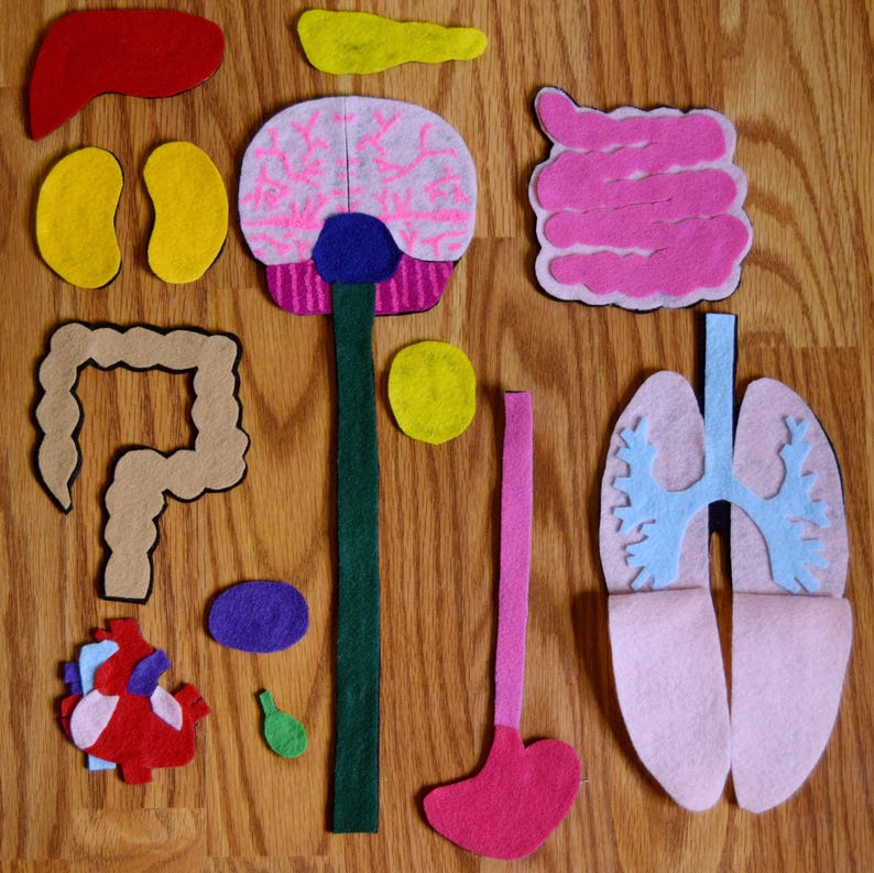 Human Body Template Kit - Etsy