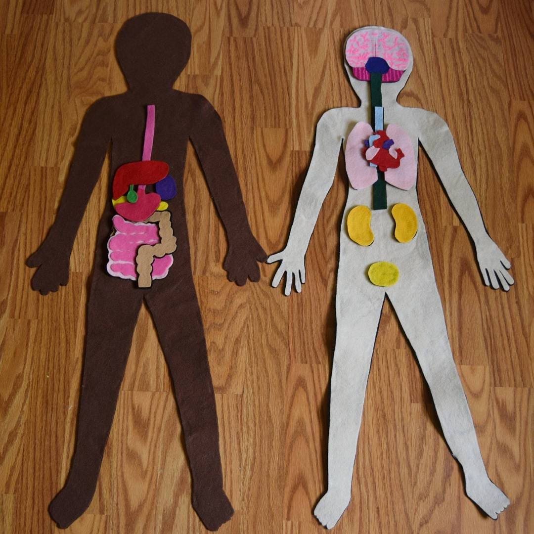Human Body Template Kit - Etsy