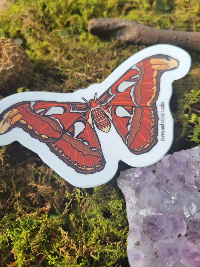 Atlas Moth Vinyl Sticker - Etsy