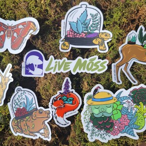 Terrarium Toad Vinyl Sticker - Etsy