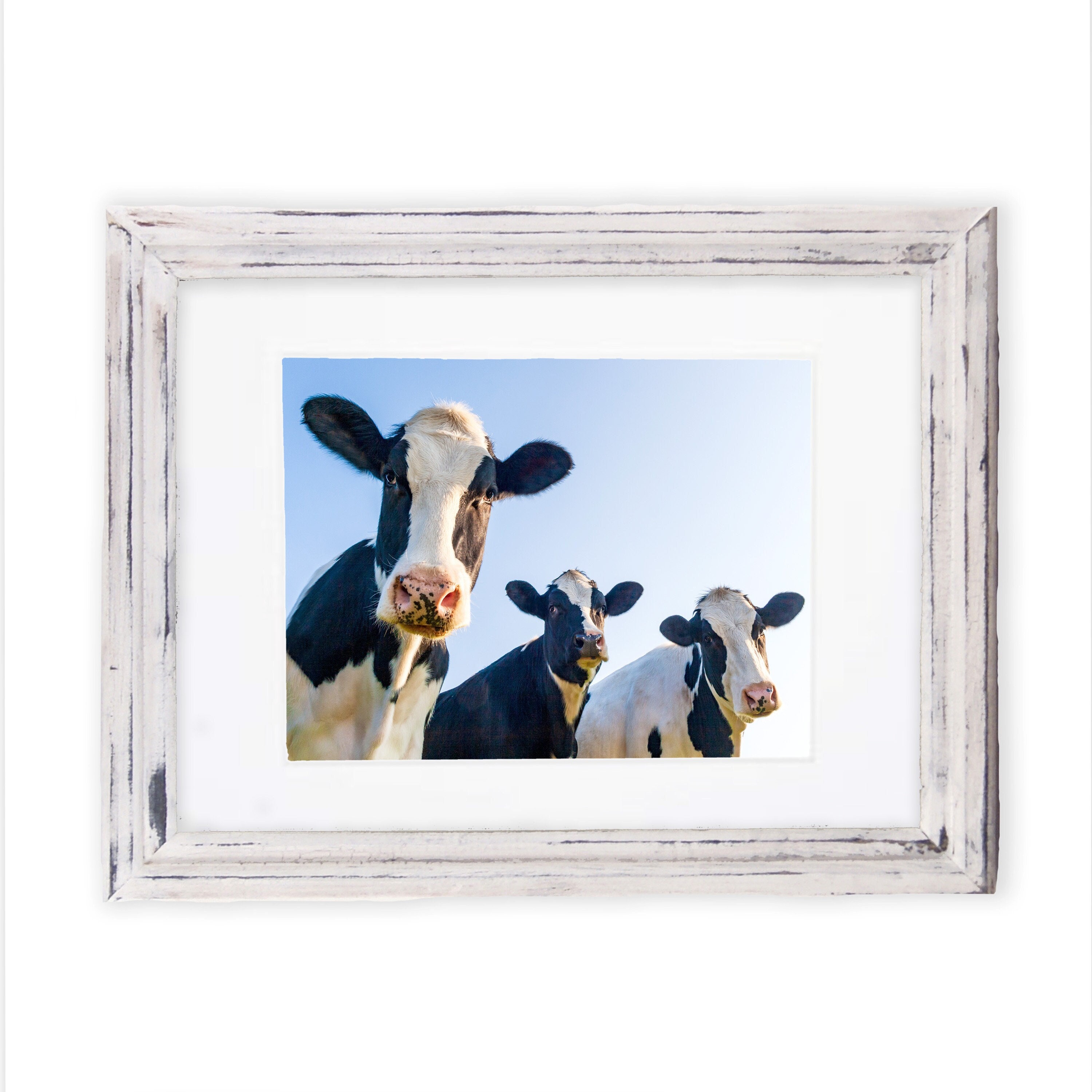 Cow Frame