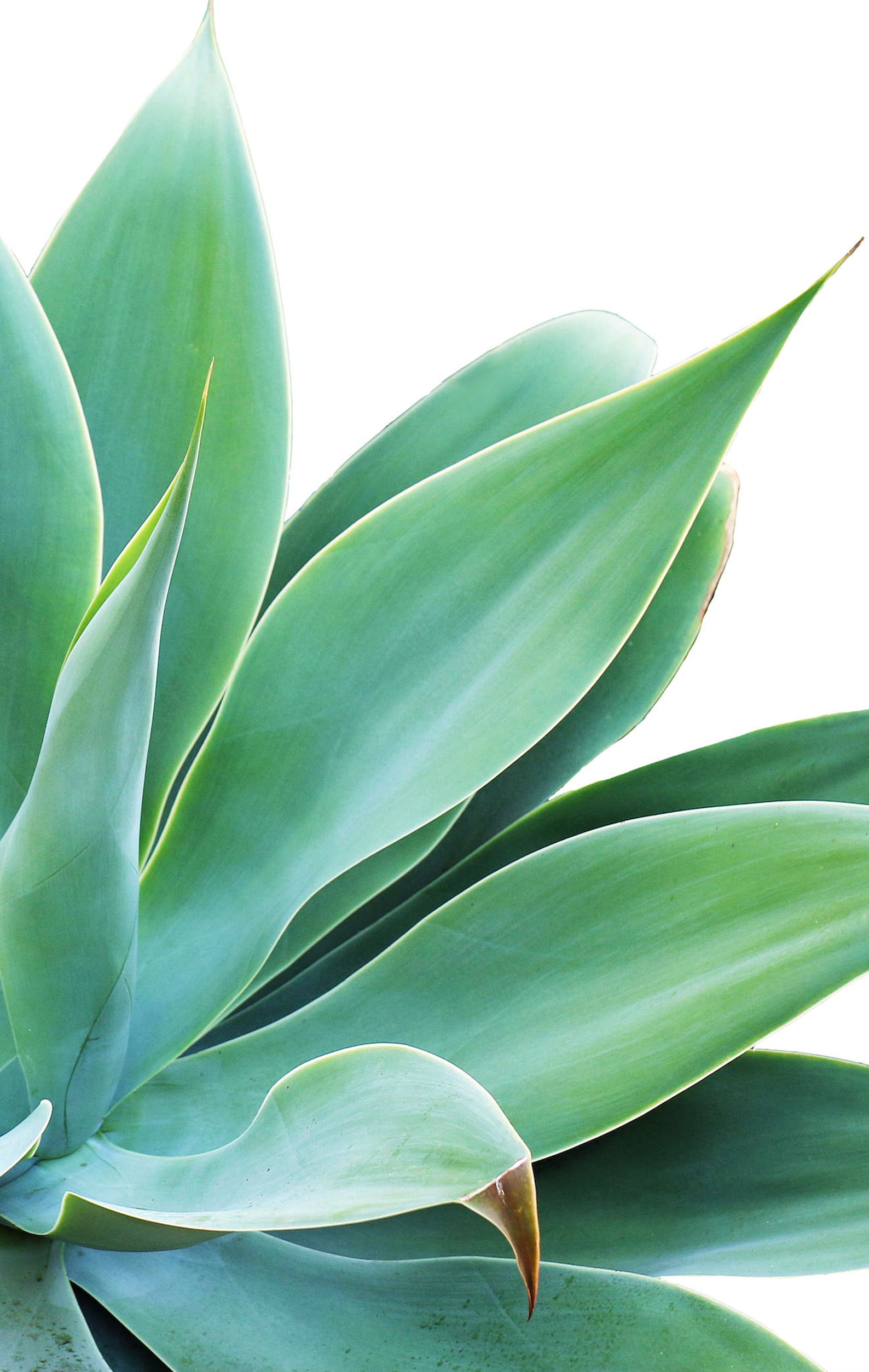 Agave Plant Print Printable Art, Cactus Wall Art, Digital Download ...