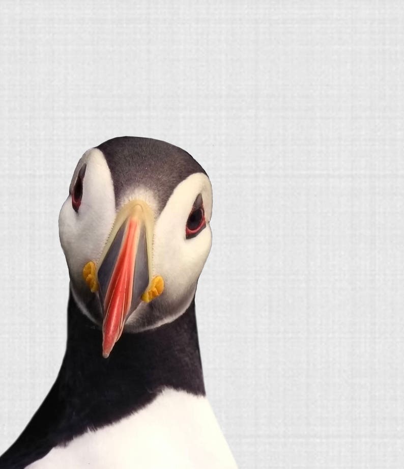 Puffin Bird Print, Sea Nursery, Digital Download Printable Art, Puffin ...