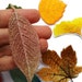 Autumn Leaves Flaming Fall Embroidered Patches Iron on Set - Etsy