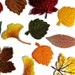 Autumn Leaves Flaming Fall Embroidered Patches Iron on Set - Etsy