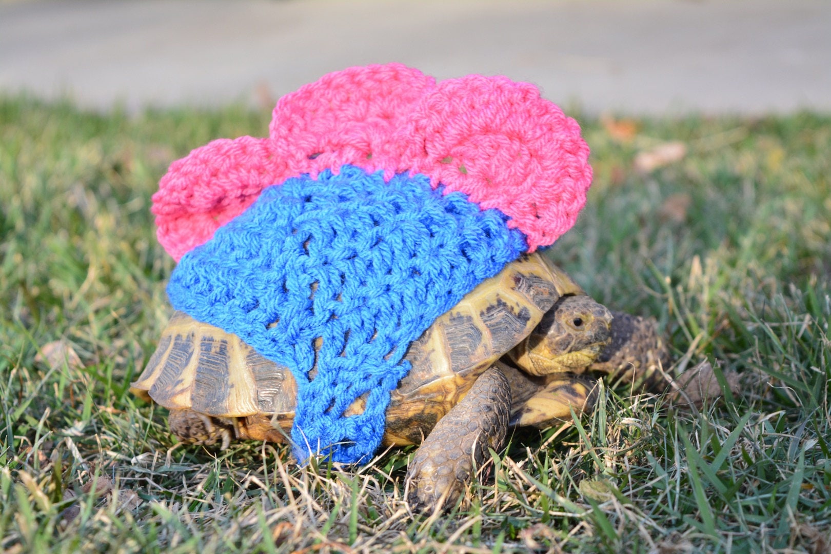 Turtles Wearing Sweaters