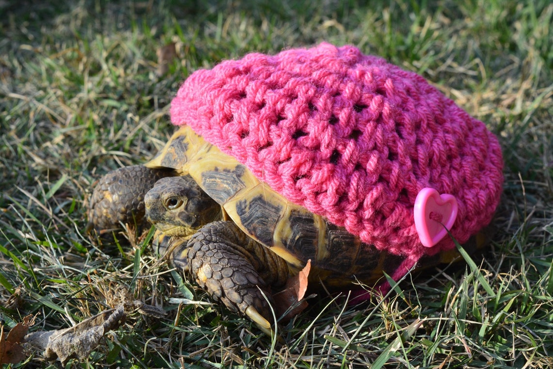 Tortoise Sweaters Pet Costume Turtle Sweater Cute Animals - Etsy