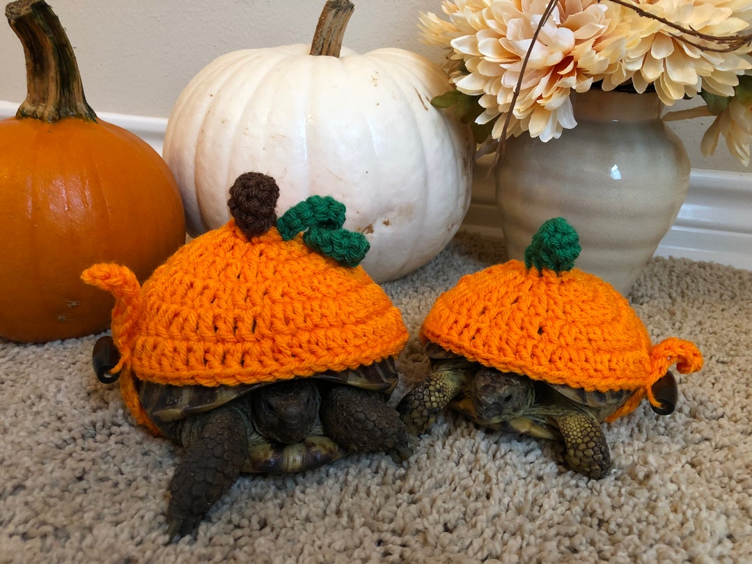 Pumpkin Halloween Tortoise Sweater, Turtle Costume, Pet Costume, Cute ...