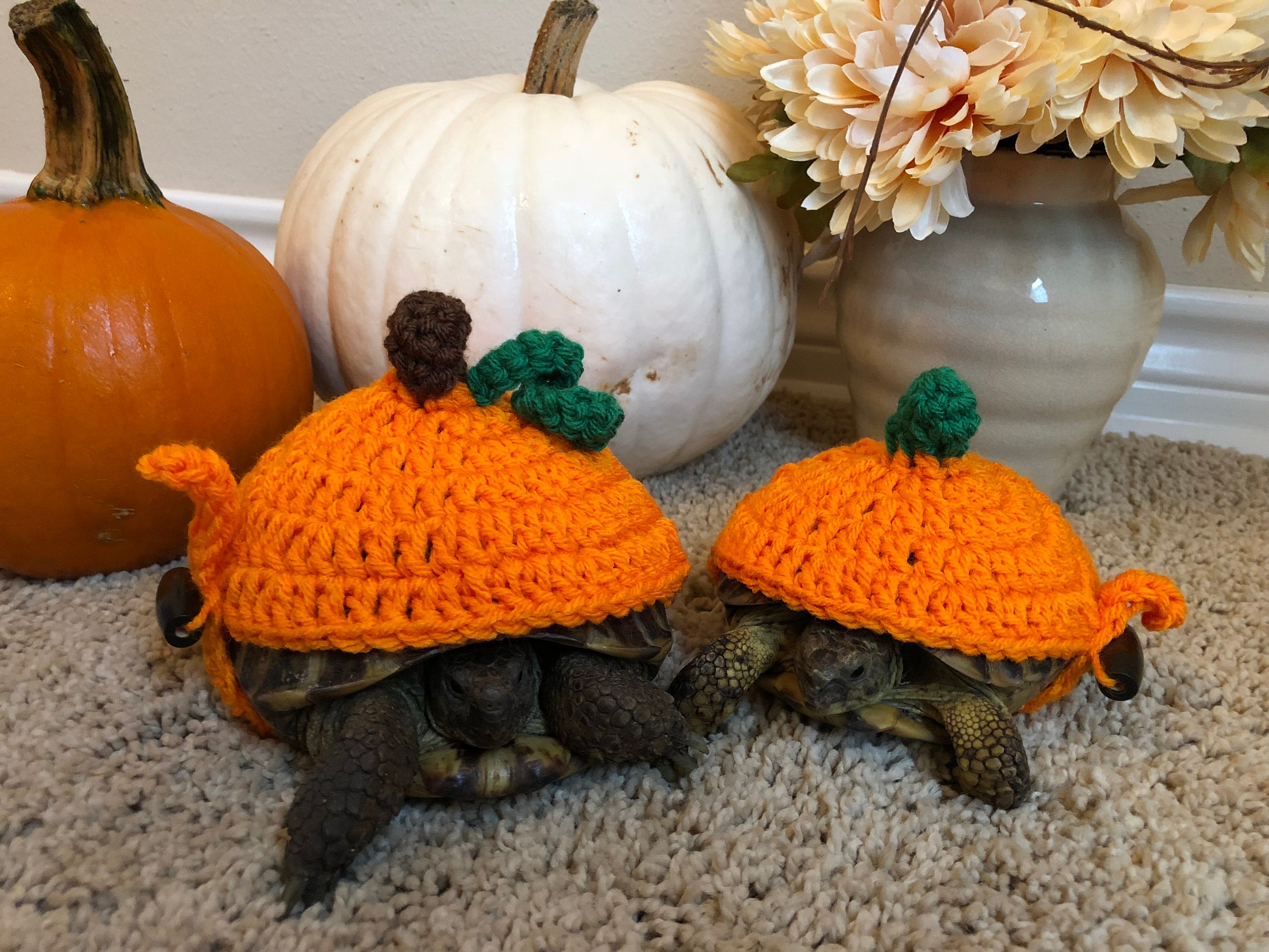 Pumpkin Halloween Tortoise Sweater turtle costume pet | Etsy