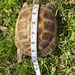Tortoise Sweaters Pet Costume Turtle Sweater Cute Animals - Etsy