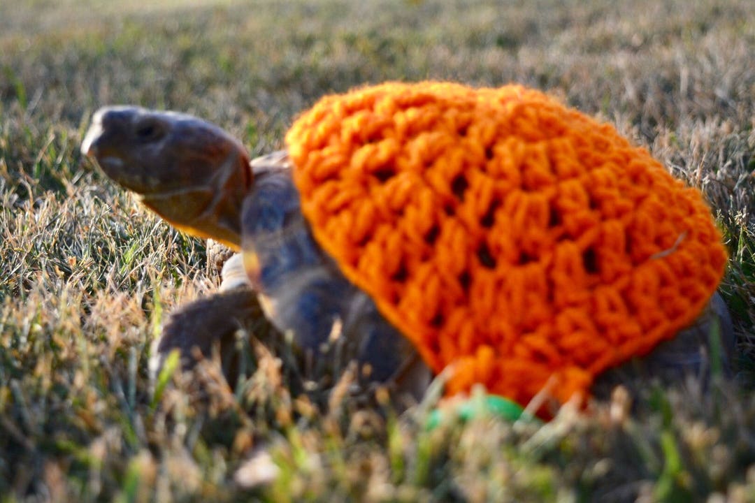 Tortoise Sweaters, Pet Costume, Turtle Sweater, Cute Animals, Tortoise ...
