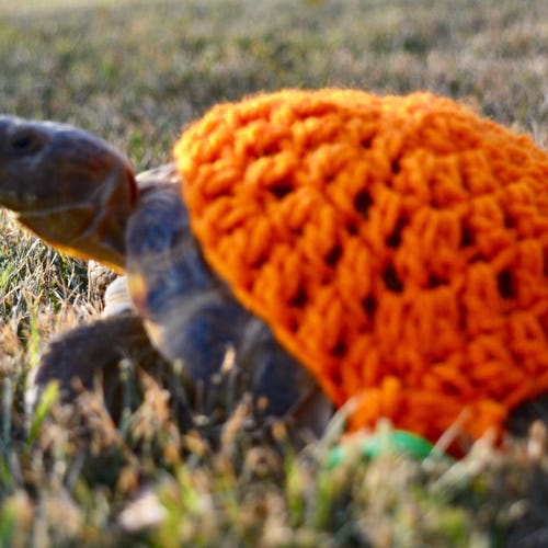 Tortoise Sweaters Pet Costume Turtle Sweater Cute Animals | Etsy