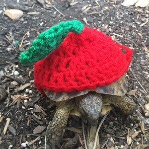 Tortoise Sweater Cherry, Turtle Costume, Pet Costume, Tortoise Supplies ...