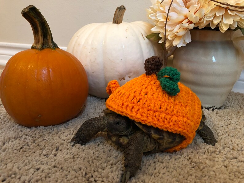 Pumpkin Halloween Tortoise Sweater Turtle Costume Pet - Etsy