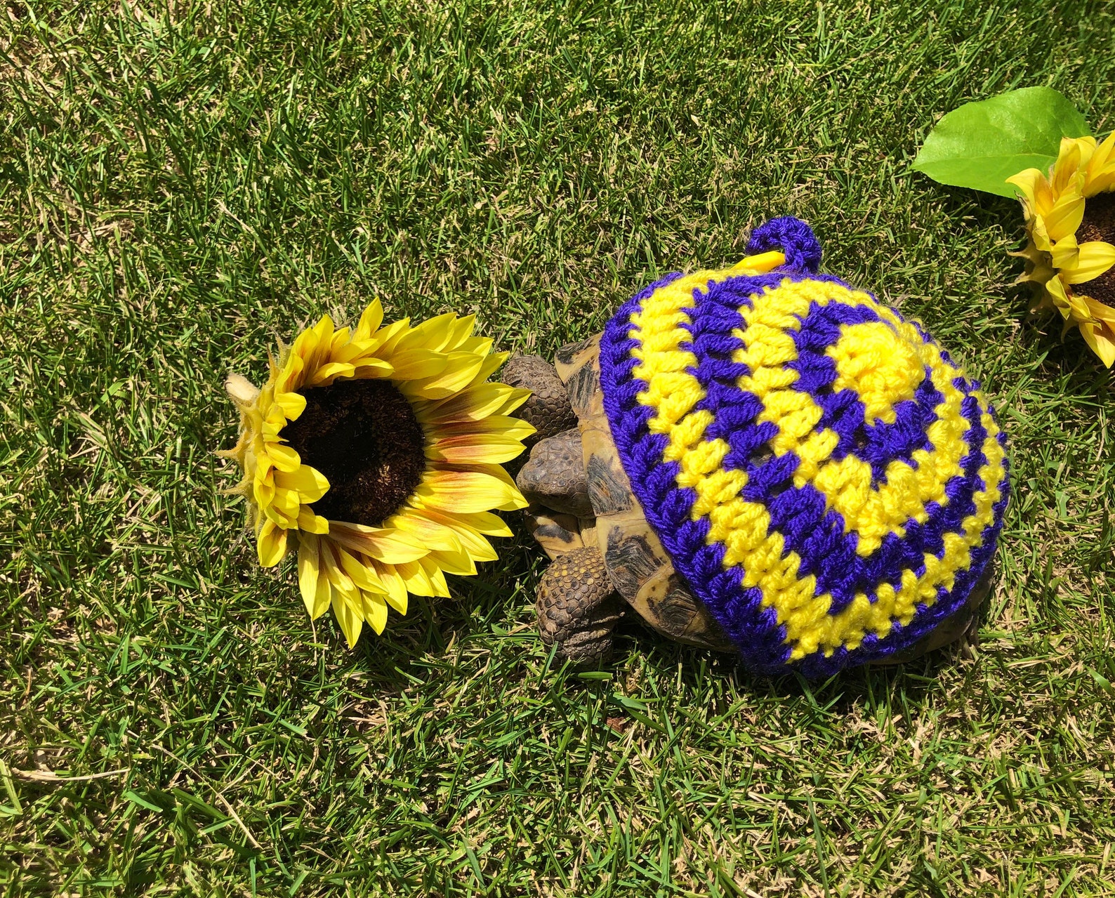 Tortoise Sweaters-target Pattern, Turtle Costume, Pet Costume, Cute ...