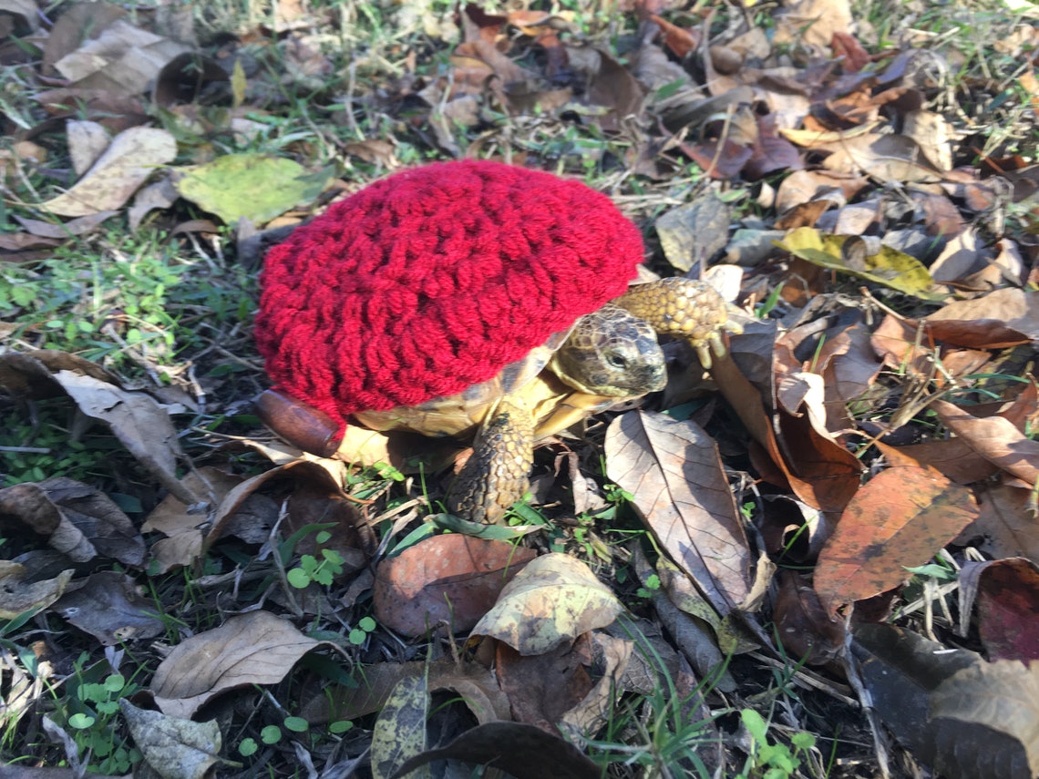 Tortoise Sweaters Pet Costume Turtle Sweater Cute Animals - Etsy