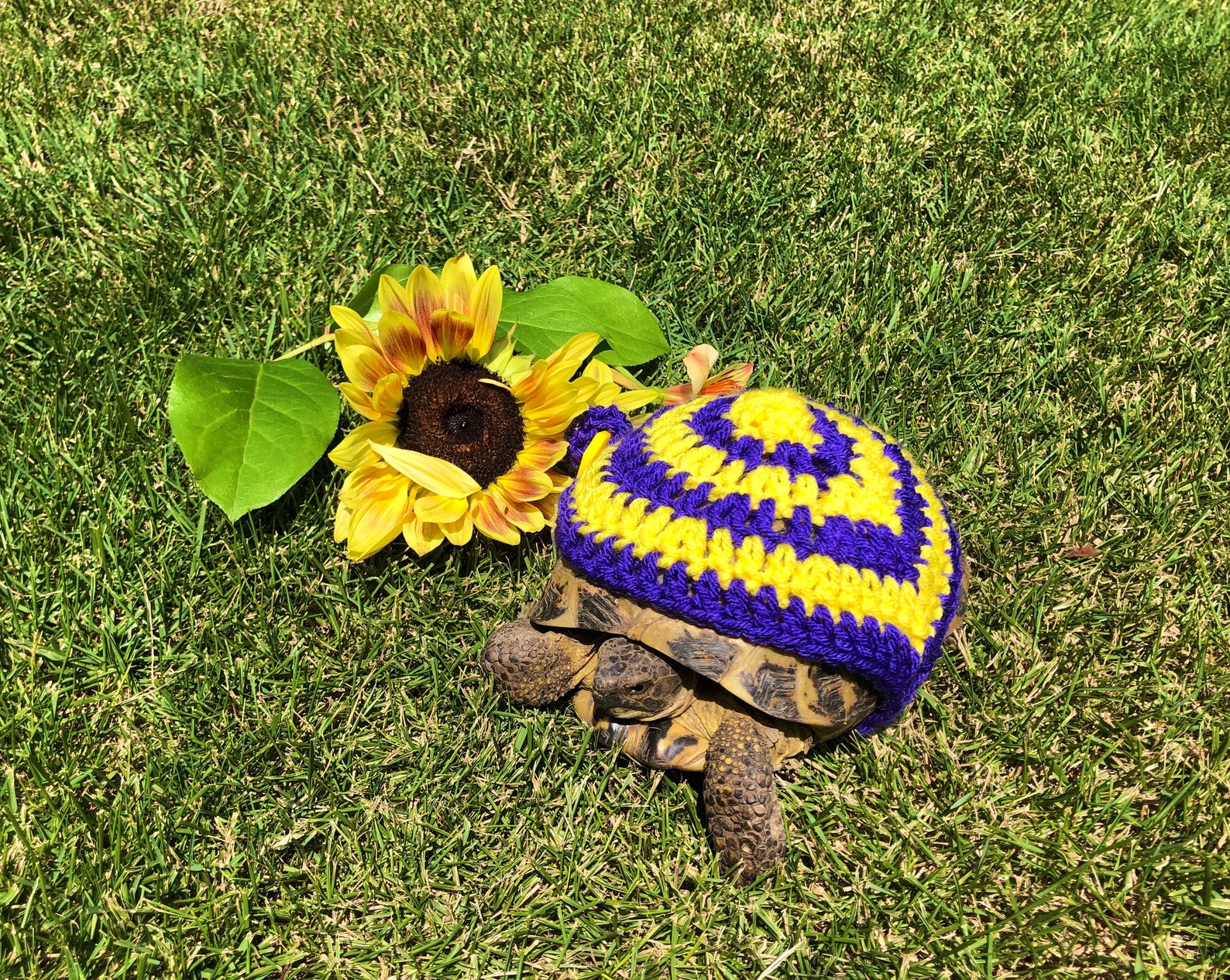 Tortoise Sweaters-Target Pattern turtle costume pet costume | Etsy