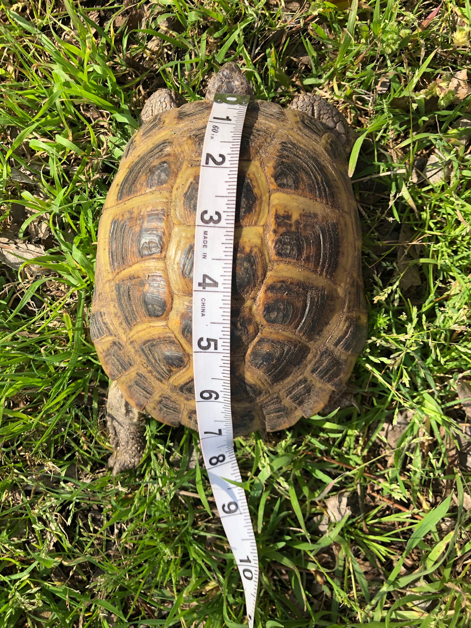 Tortoise Shark Sweater | Etsy