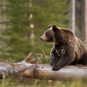 Brown Bear, Log, Backdrop, Background, Digital, Wildlife, Photography ...