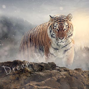 Big Tiger Digital Background Digital Backdrop Newborn - Etsy