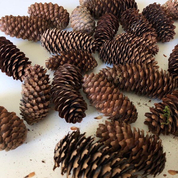 Decorative Cones - Etsy