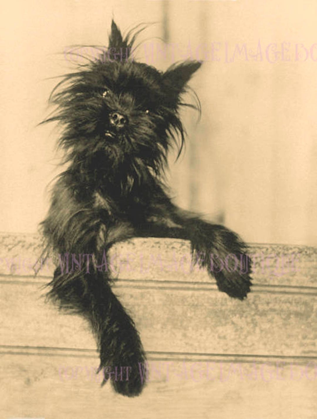 Antique Photograph of an Adorable Affenpinscher Terrier Dog 5x7 ...
