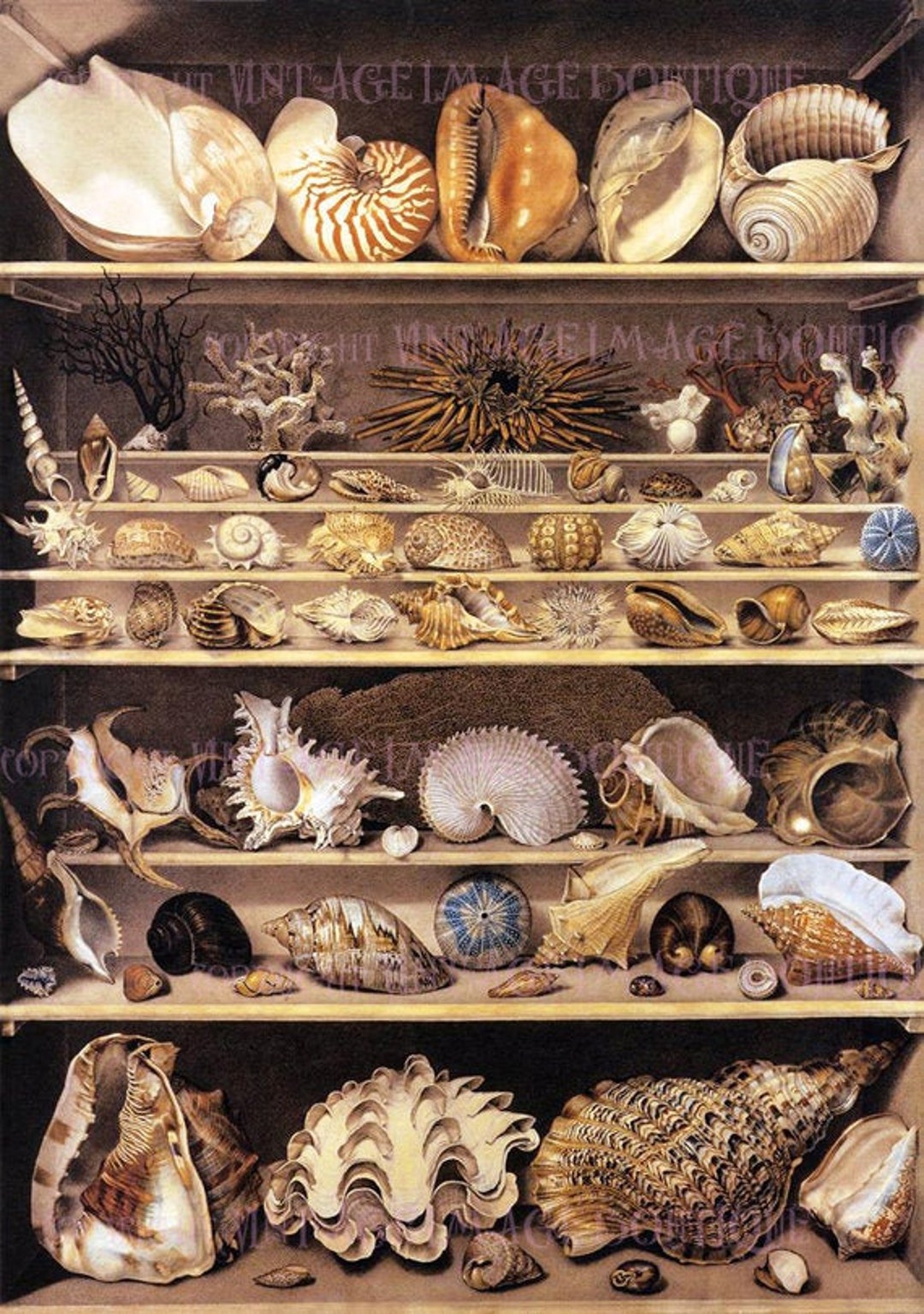 Antique Georgian Cabinet of Curiosities Painting of Various Seashells ...
